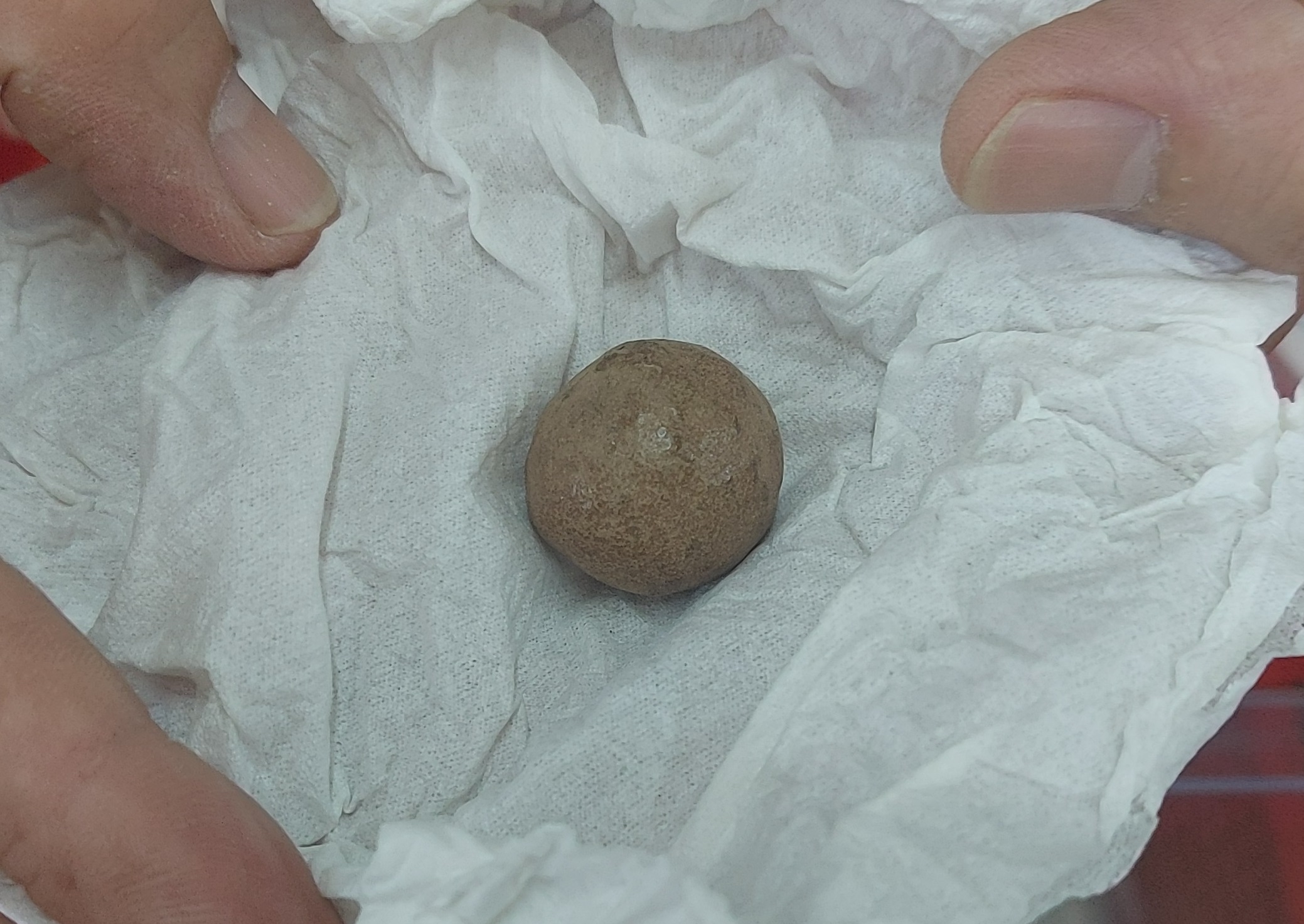 Apa itu Batu atau Geliga Landak? – Healers For the Wild